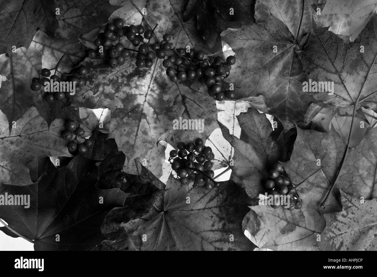 autum color colour dying leaf leaves maple Stock Photo - Alamy