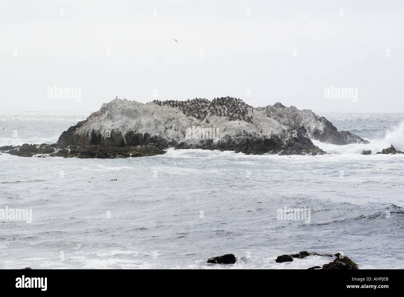 Monterey California USA 17 Mile Drive Bird Rock hundreds of seabirds ...