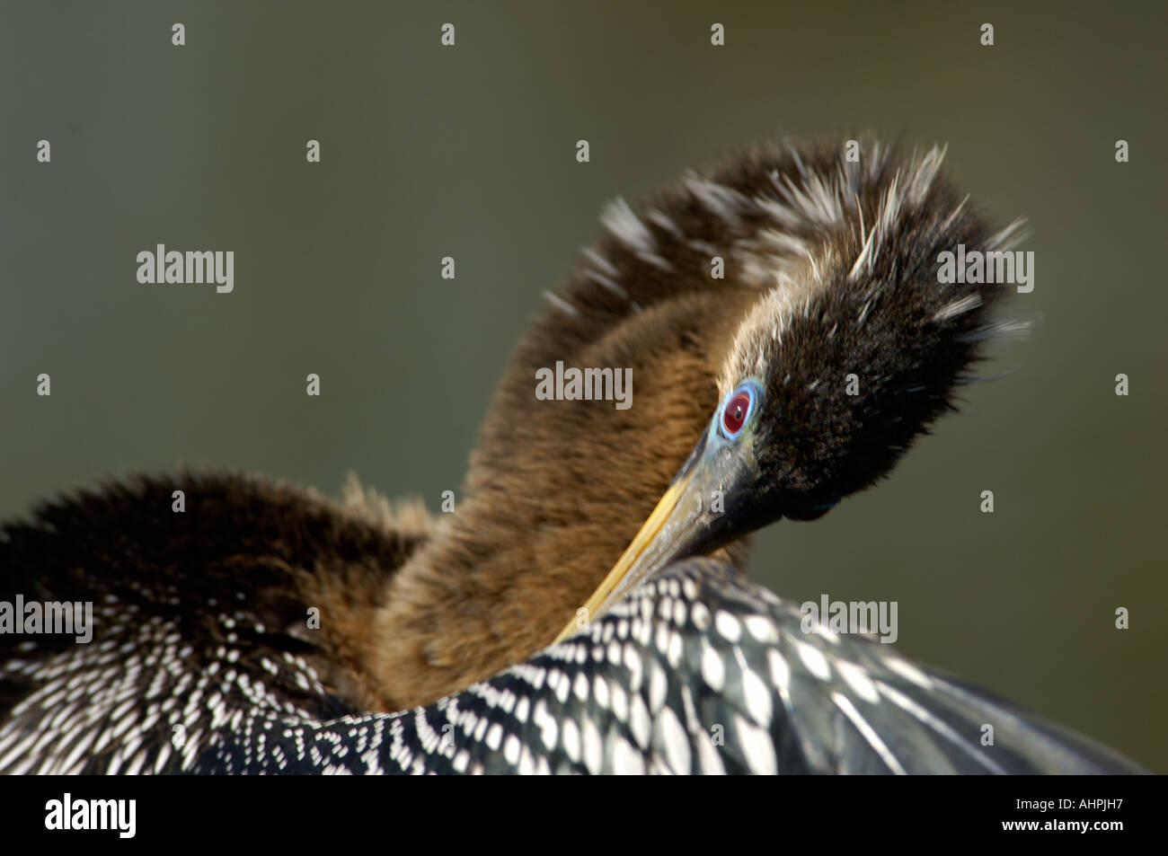 Anhinga preening Everglades National Park Florida. Digital photograph Stock Photo - Alamy