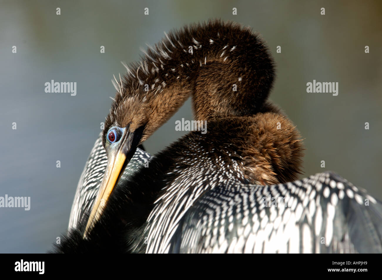 Anhinga preening Everglades National Park Florida. Digital photograph Stock Photo - Alamy