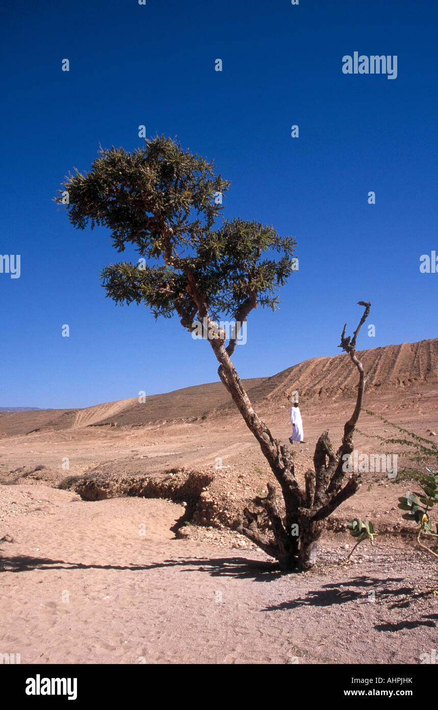 Frankincense Tree, Dhofar Province, Oman Stock Photo - Alamy