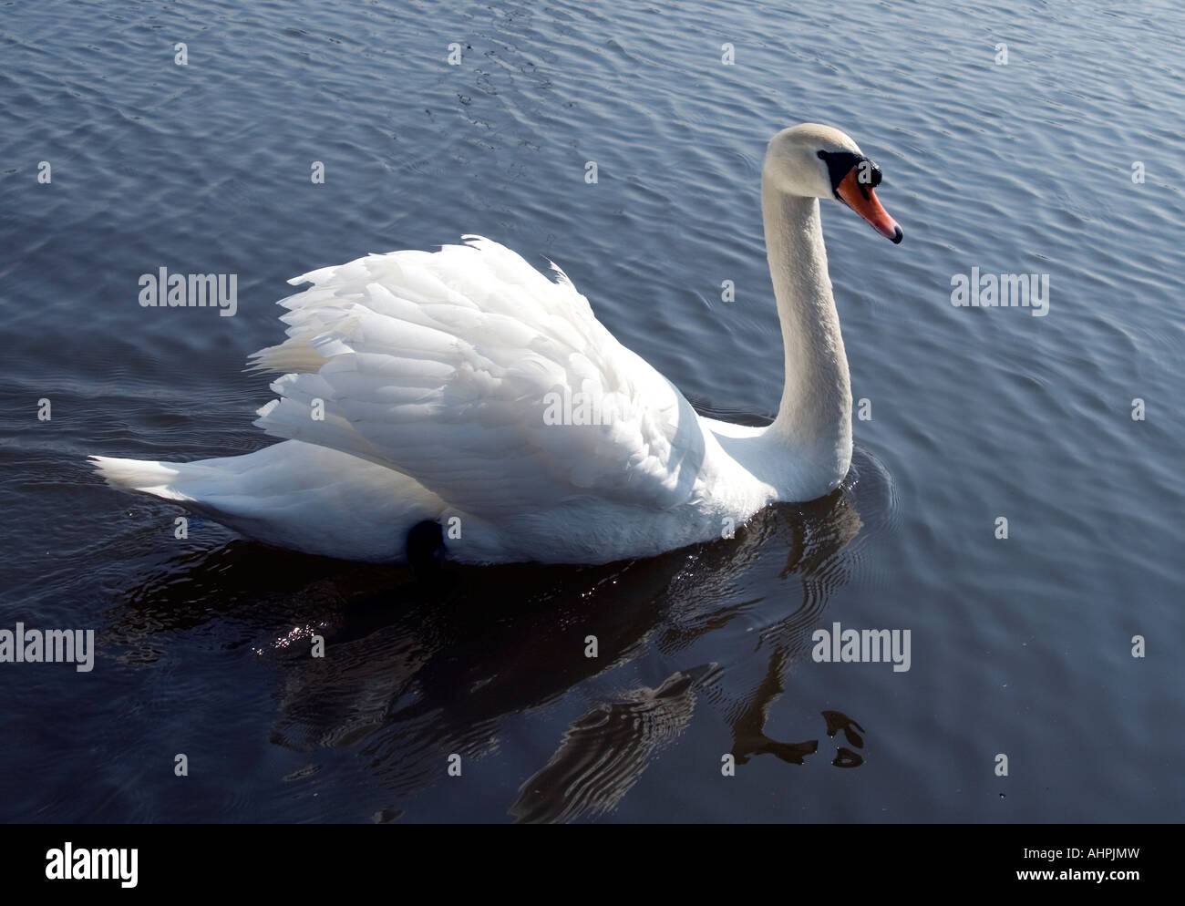 Single swan hi-res stock photography and images - Alamy