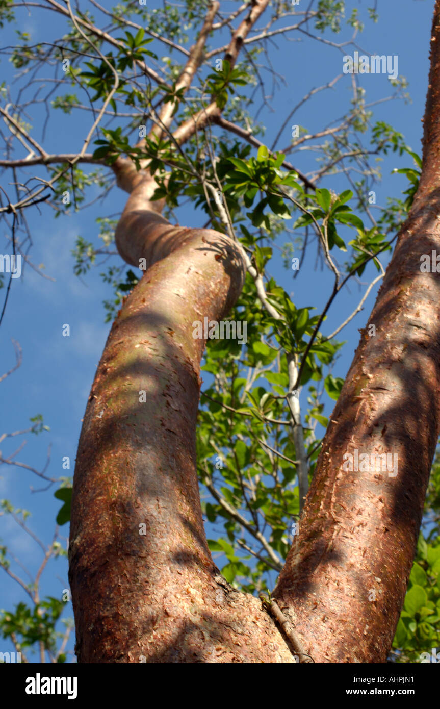 Gumbo limbo tree Everglades National Park Florida. Digital photograph ...