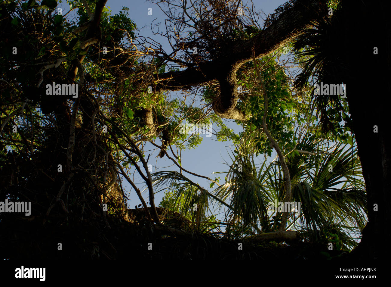 Ancient mahogany tree in Everglades National Park Florida. Digital ...