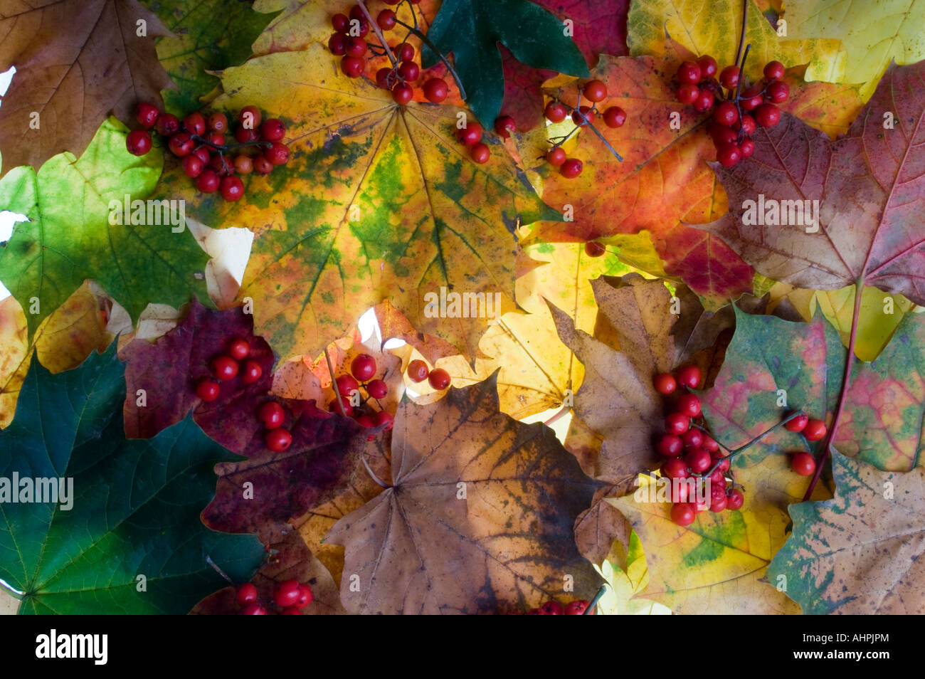 autum color colour dying leaf leaves maple Stock Photo - Alamy