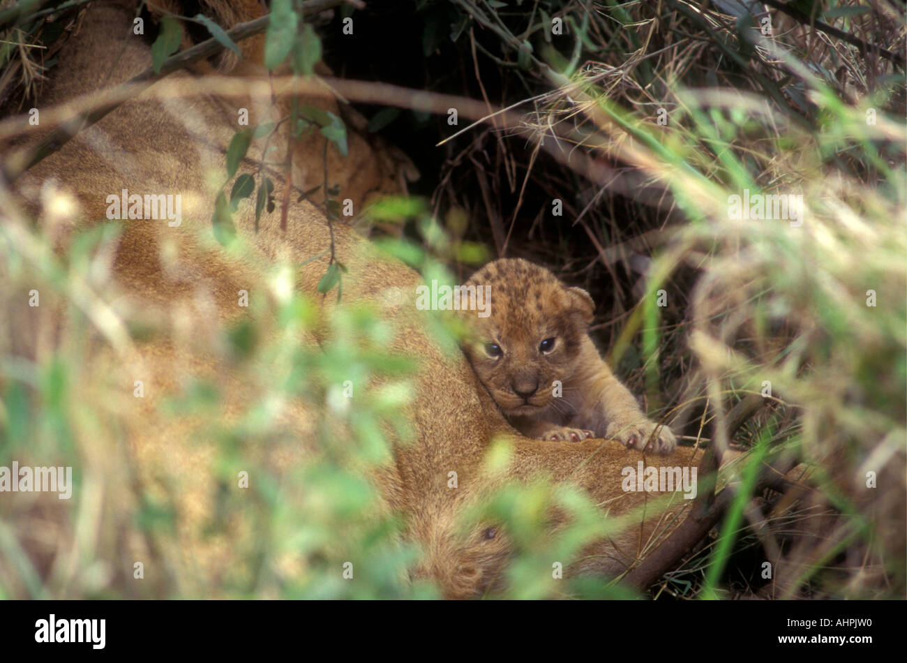 Inside the lion king hi-res stock photography and images - Alamy