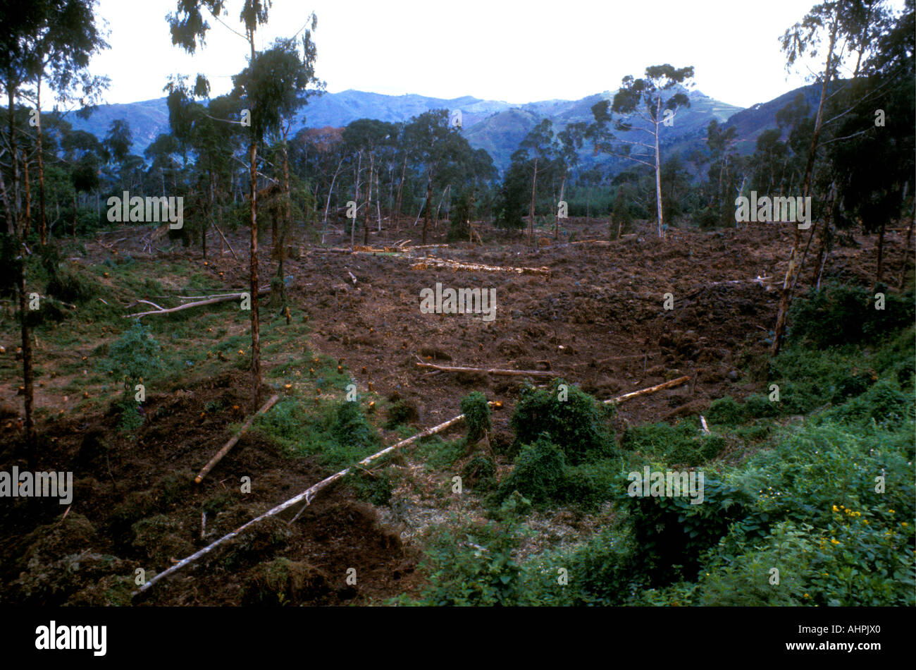 Clear cutting africa hi-res stock photography and images - Alamy