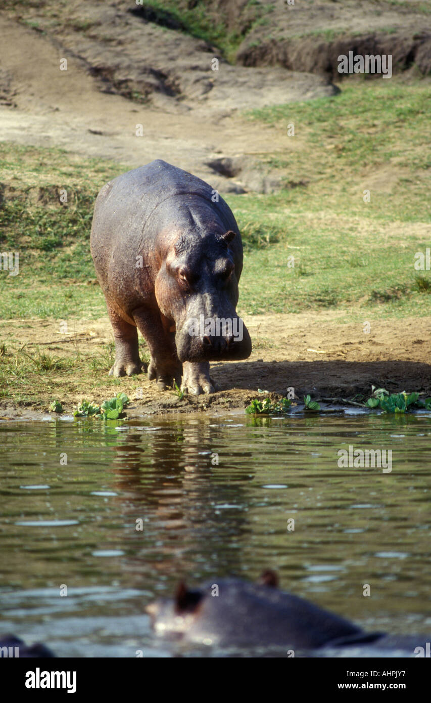 Queen elizabeth on horse hi-res stock photography and images - Alamy