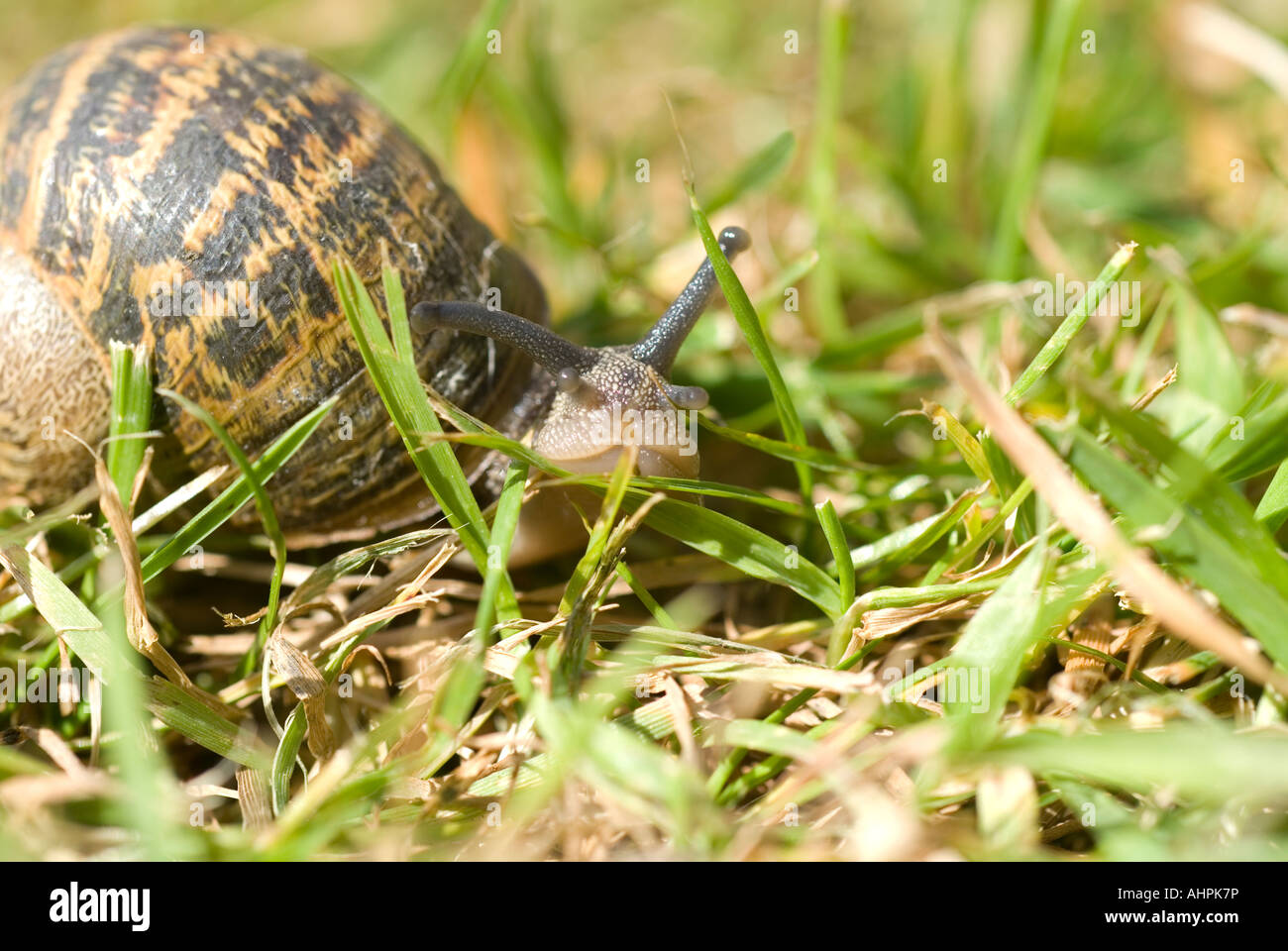Garden snail in grass Stock Photo - Alamy