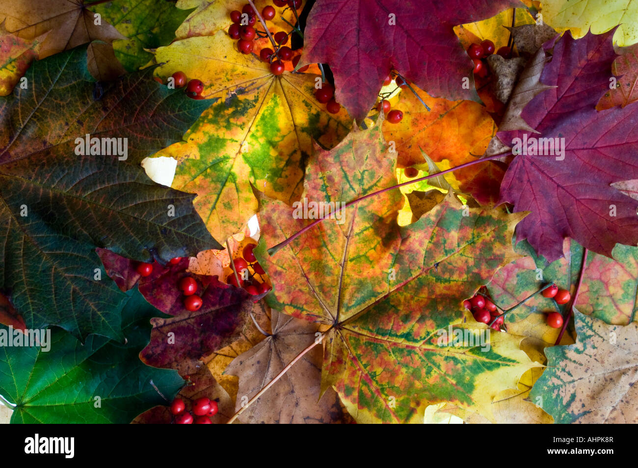 autum color colour dying leaf leaves maple Stock Photo - Alamy