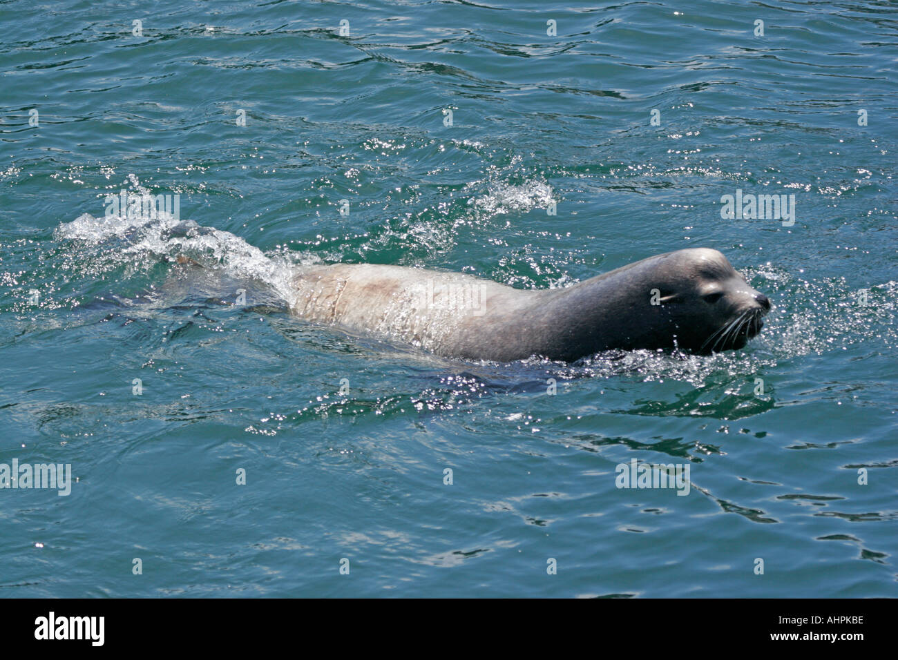 Monterey Bay California USA Seals basking in the Sun Stock Photo - Alamy