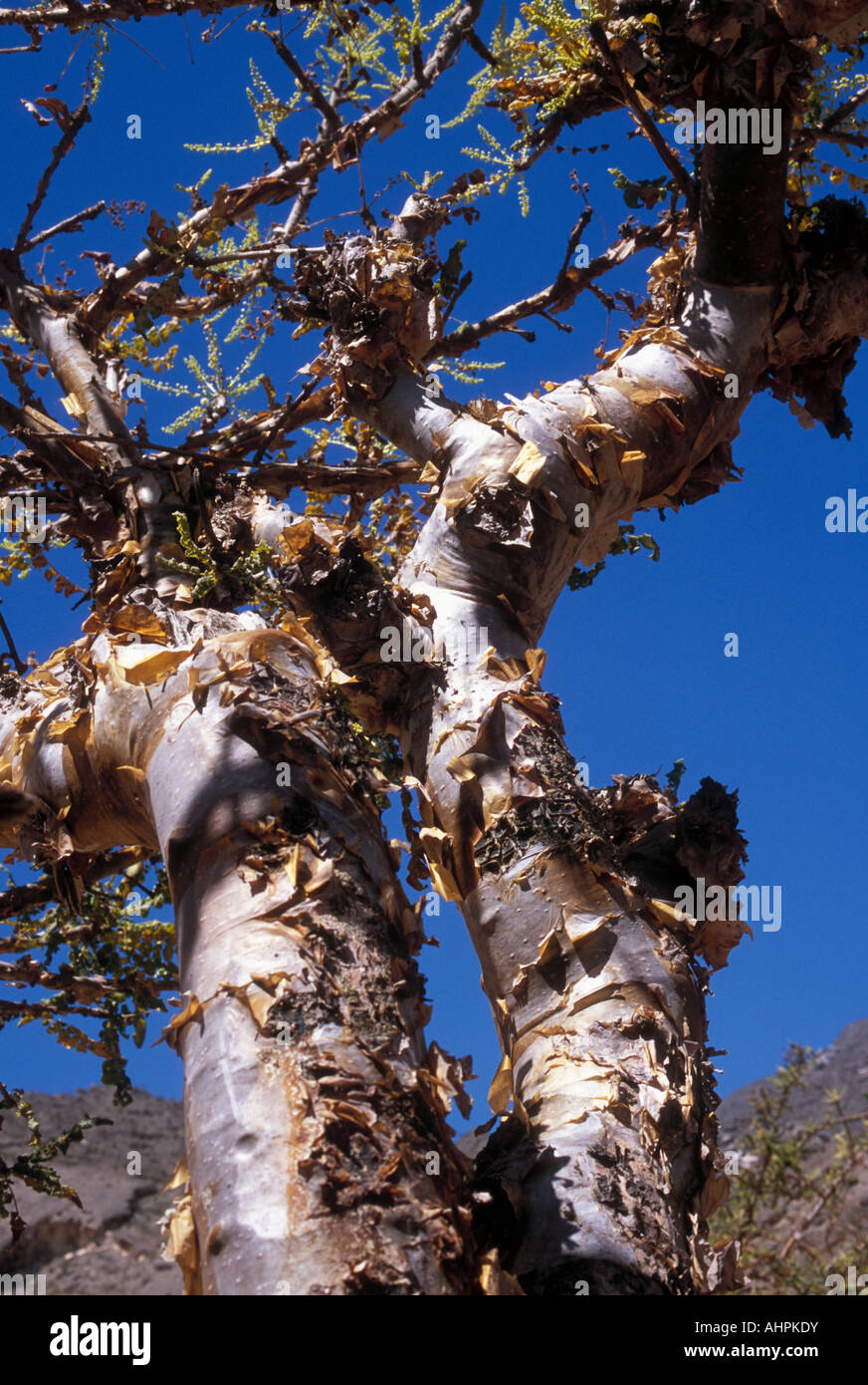 Frankincense Tree, Dhofar Province, Oman Stock Photo - Alamy
