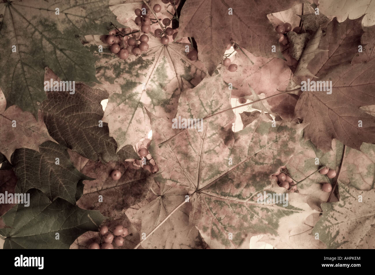 autum color colour dying leaf leaves maple Stock Photo - Alamy