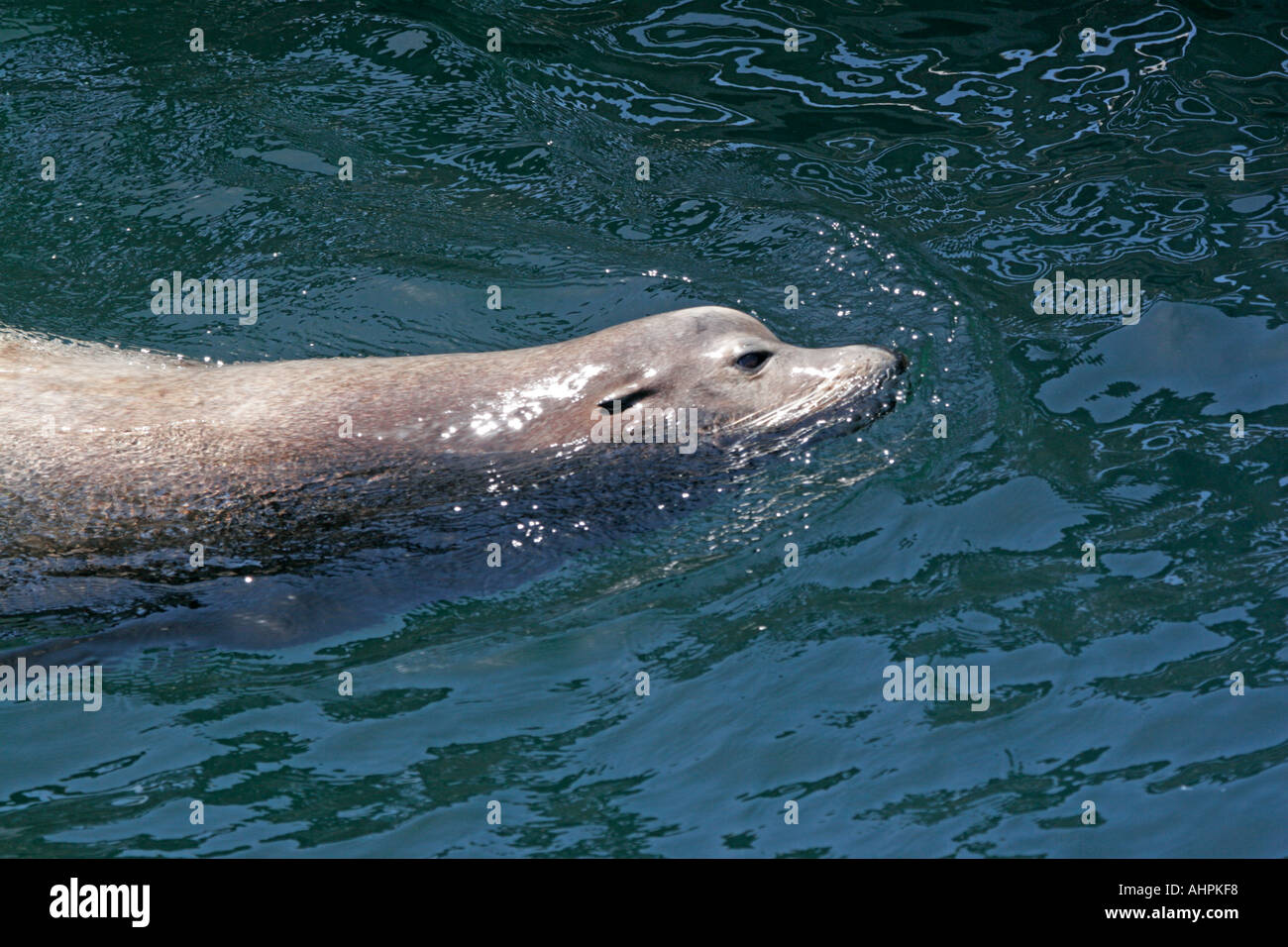Monterey Bay California USA Seals basking in the Sun Stock Photo - Alamy