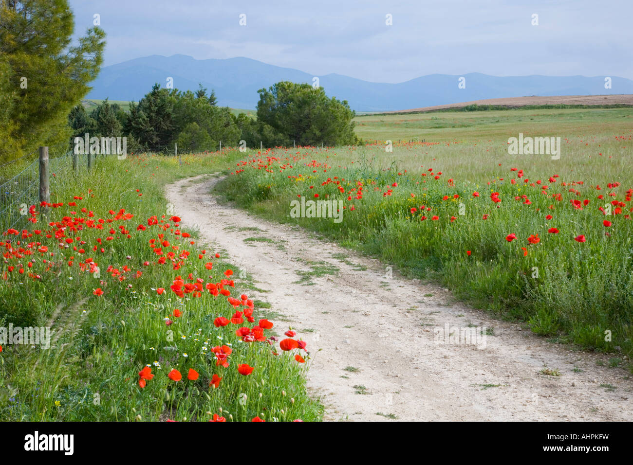 Segovia, Castile and León, Spain. Winding path through poppy field ...