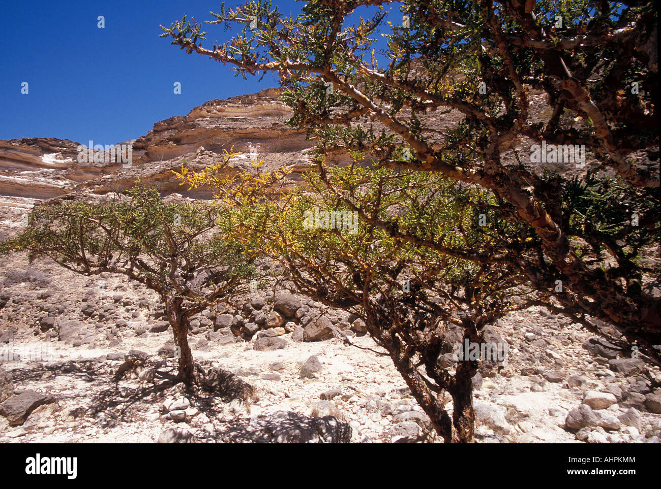 Frankincense Trees, Dhofar Province, Oman Stock Photo - Alamy