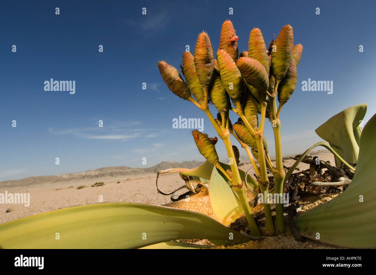 Welwitschis hi-res stock photography and images - Alamy