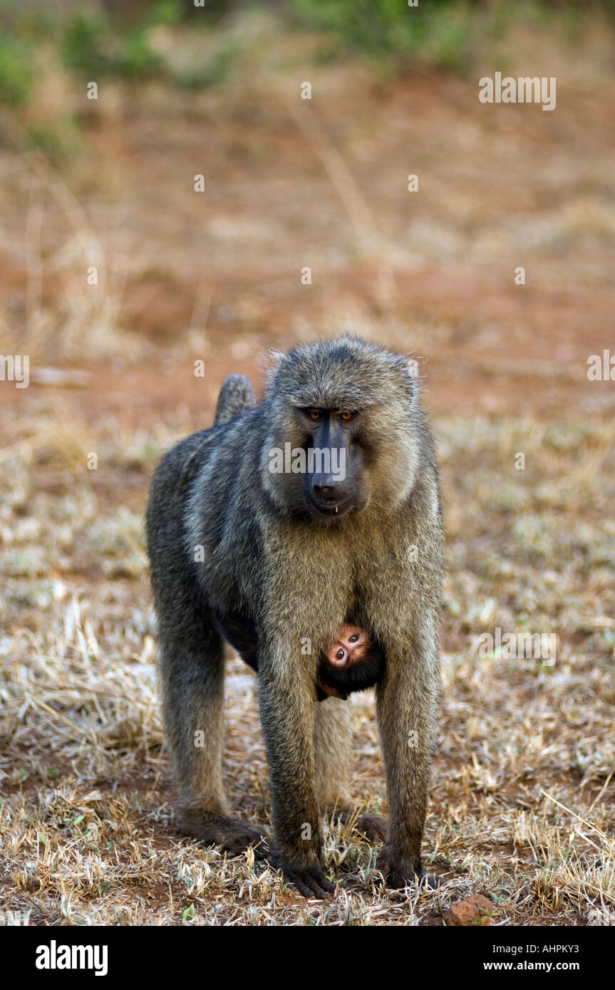 Rwanda, Akagera National Park, Olive baboon with young, Papio ...