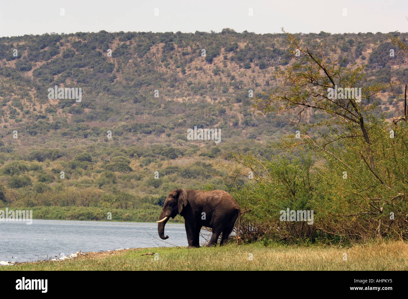 Rwanda, Akagera National Park, Savanna Elephant, Loxodonta africana ...