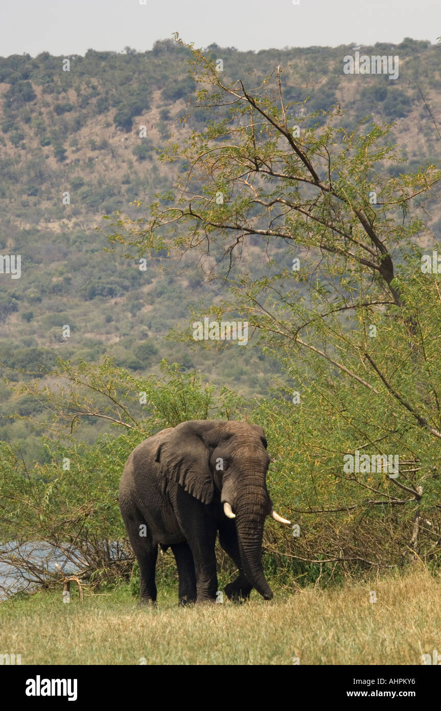 Rwanda Elephant Akagera National Park High Resolution Stock Photography ...