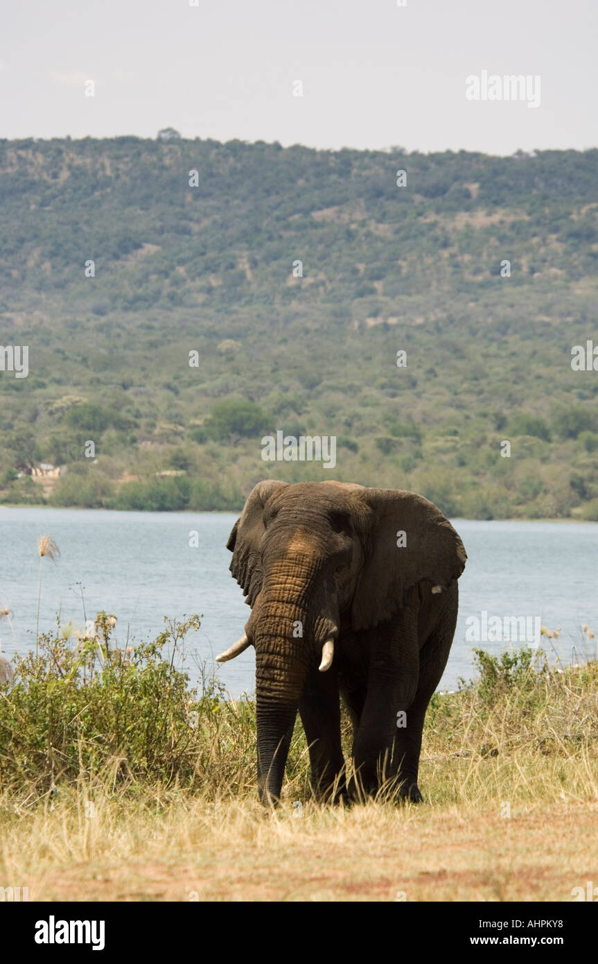 Rwanda elephant akagera national park hi-res stock photography and ...