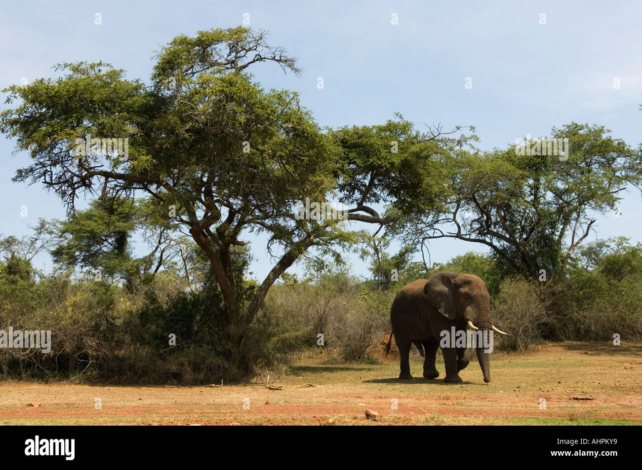Rwanda elephant akagera national park hi-res stock photography and ...