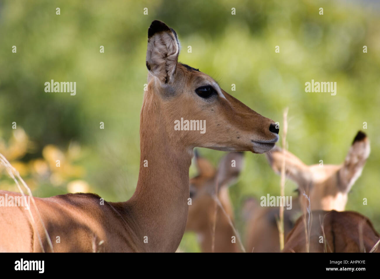 Rwanda, Akagera National Park, Impala, Aepyceros melampus Stock Photo ...