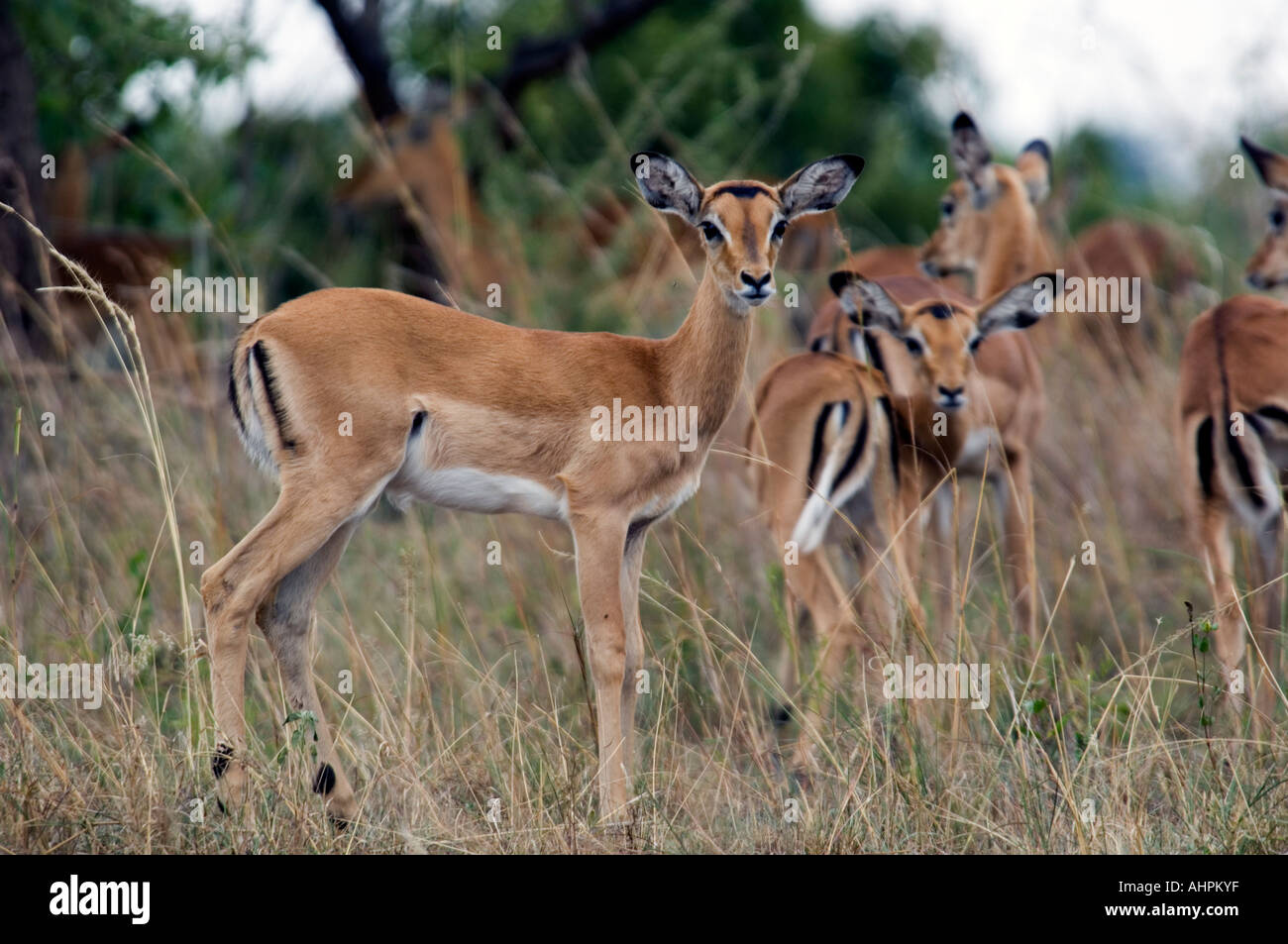 Rwanda, Akagera National Park, Impala, Aepyceros melampus Stock Photo ...