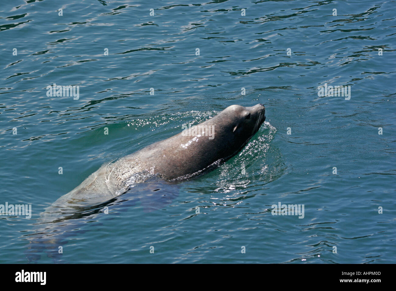 Monterey Bay California USA Seals basking in the Sun Stock Photo - Alamy