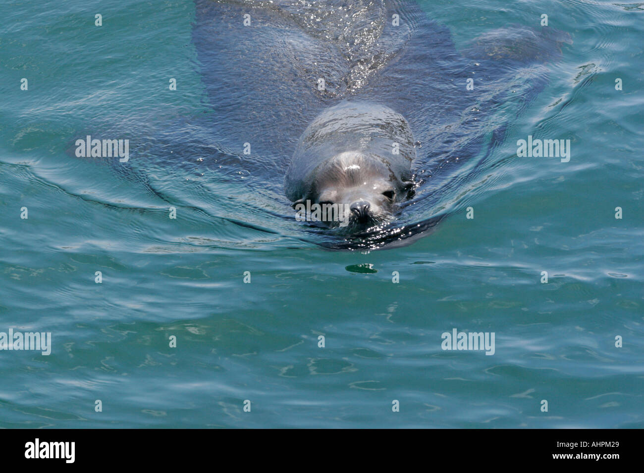 Monterey Bay California USA Seals basking in the Sun Stock Photo - Alamy