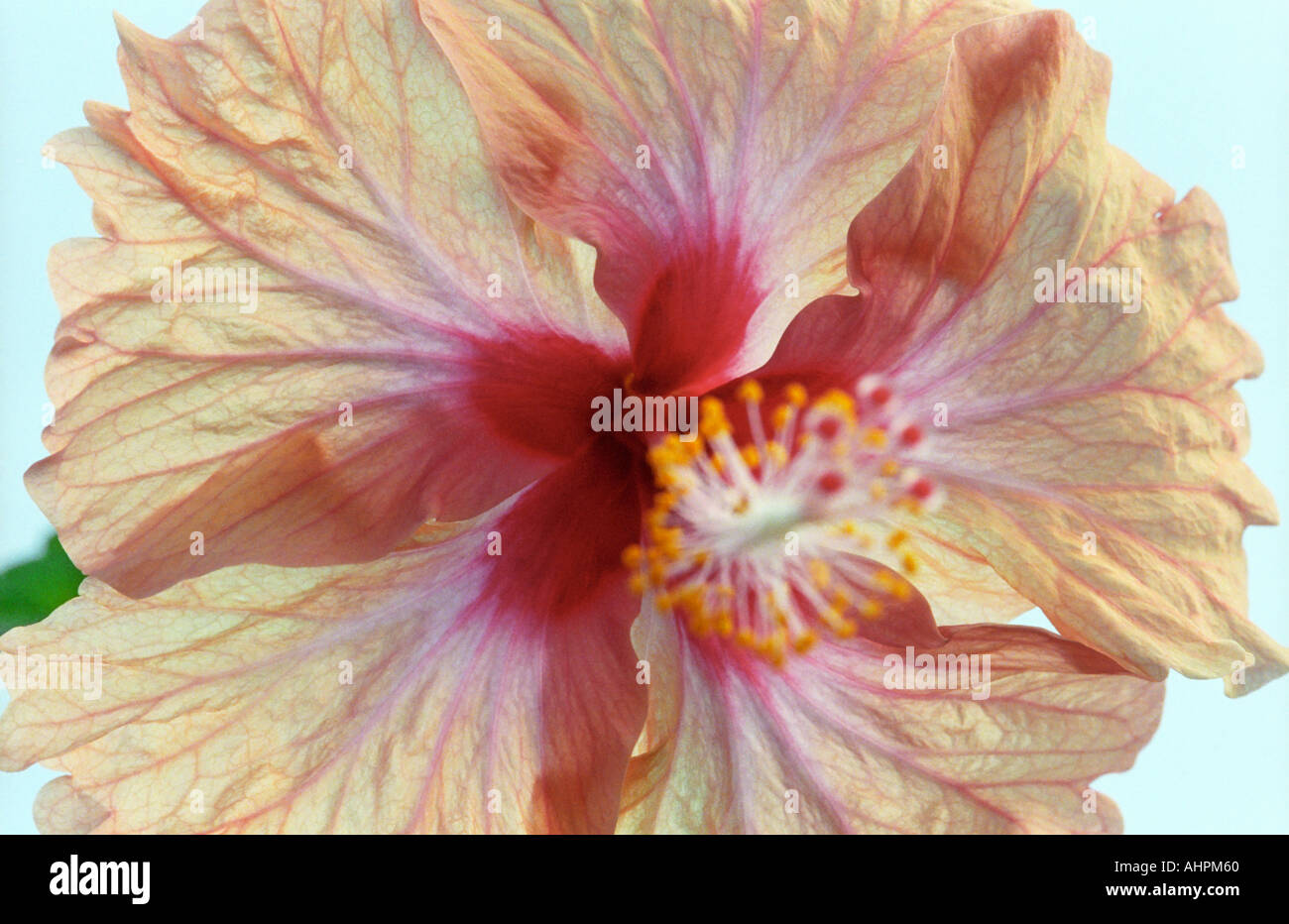 Bunga raya malaysia flower hi-res stock photography and images - Alamy