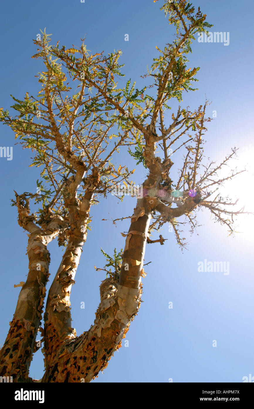 Frankincense Tree Drawing