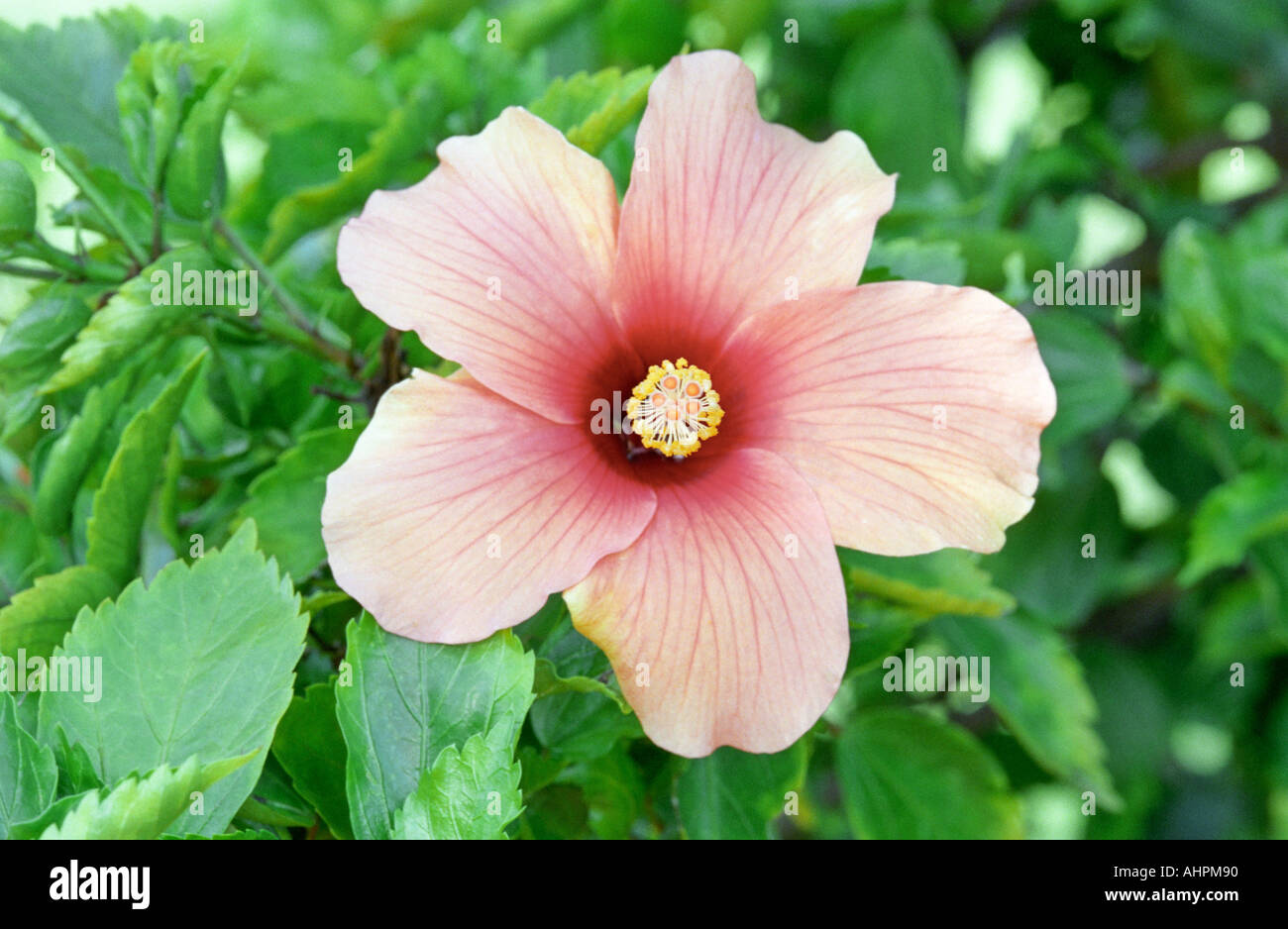 Bunga raya malaysia flower hi-res stock photography and images - Alamy
