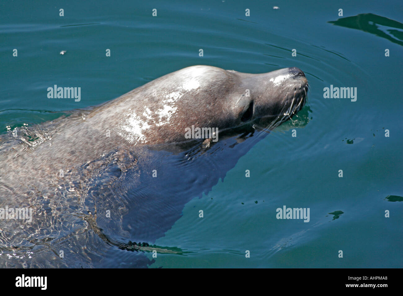 Monterey Bay California USA Seals basking in the Sun Stock Photo - Alamy