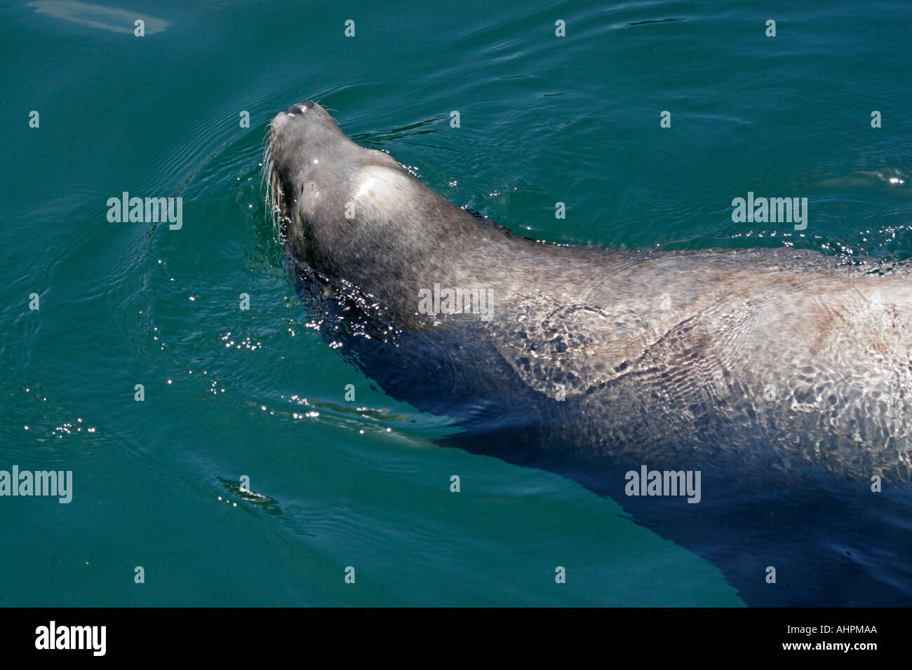 Monterey Bay California USA Seals basking in the Sun Stock Photo - Alamy