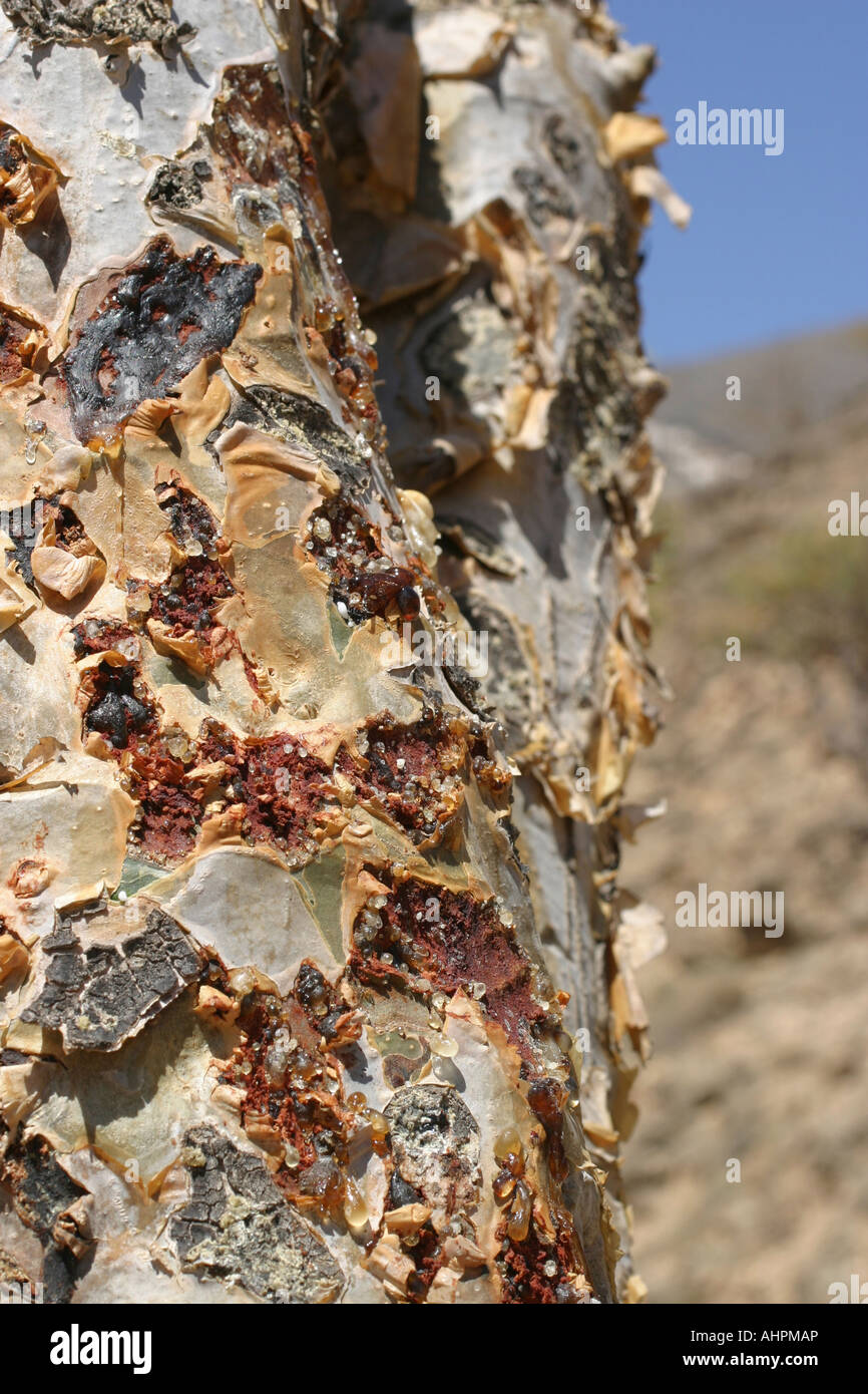 Frankincense tree hi-res stock photography and images - Alamy