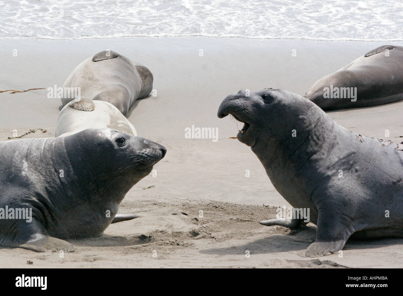 Elephant Seal Bulls Fighting On Beach High Resolution Stock Photography ...