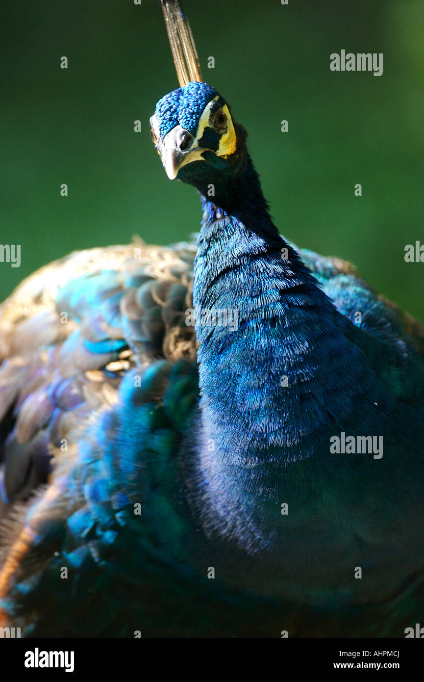 Indian Blue Peacock Stock Photo - Alamy