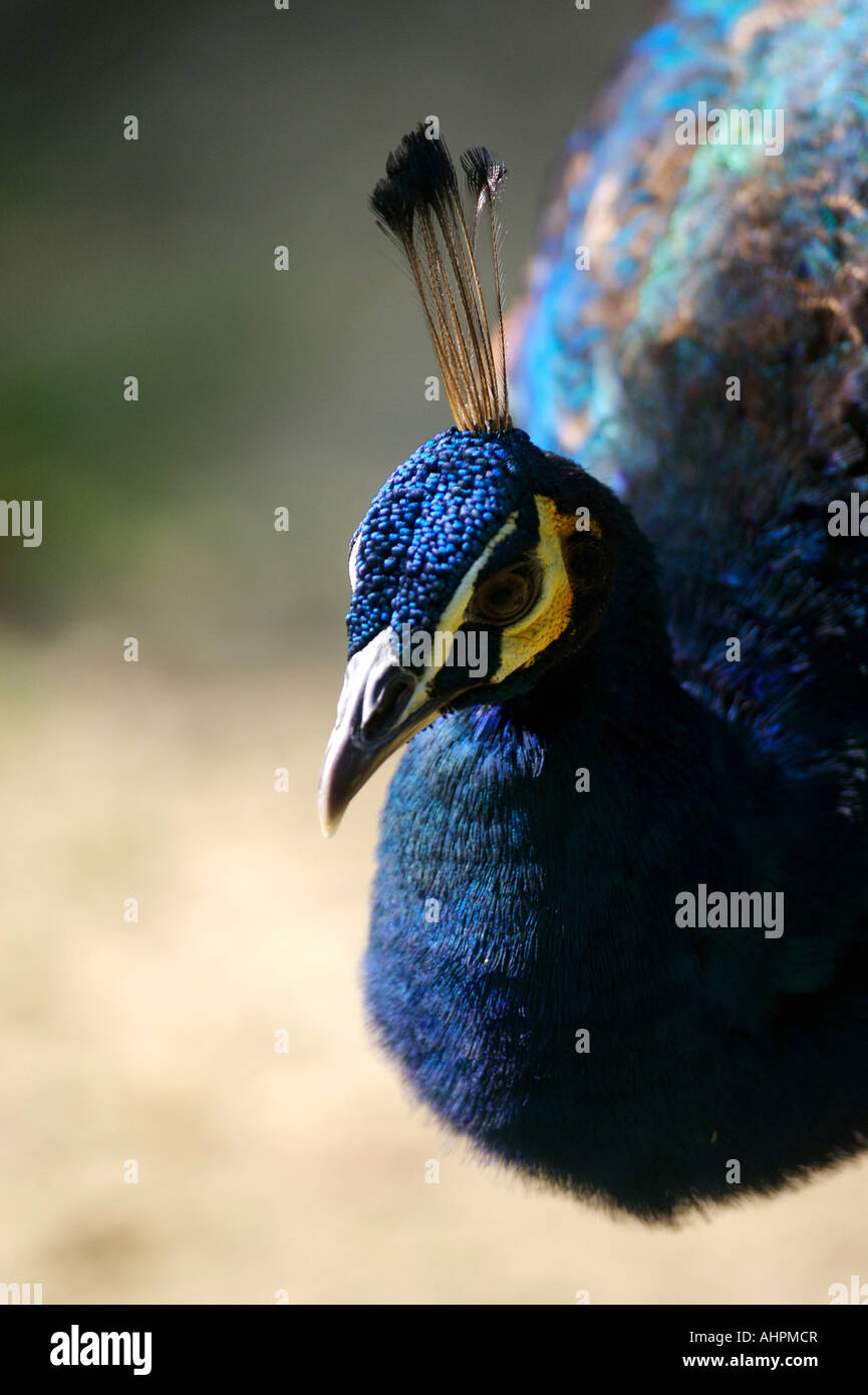 Indian Blue Peacock Stock Photo - Alamy