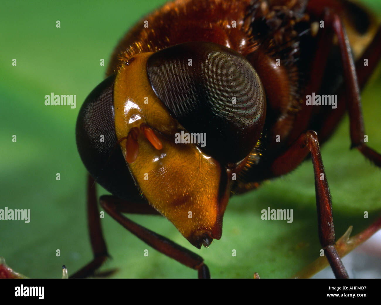 Head volucella zonaria hi-res stock photography and images - Alamy