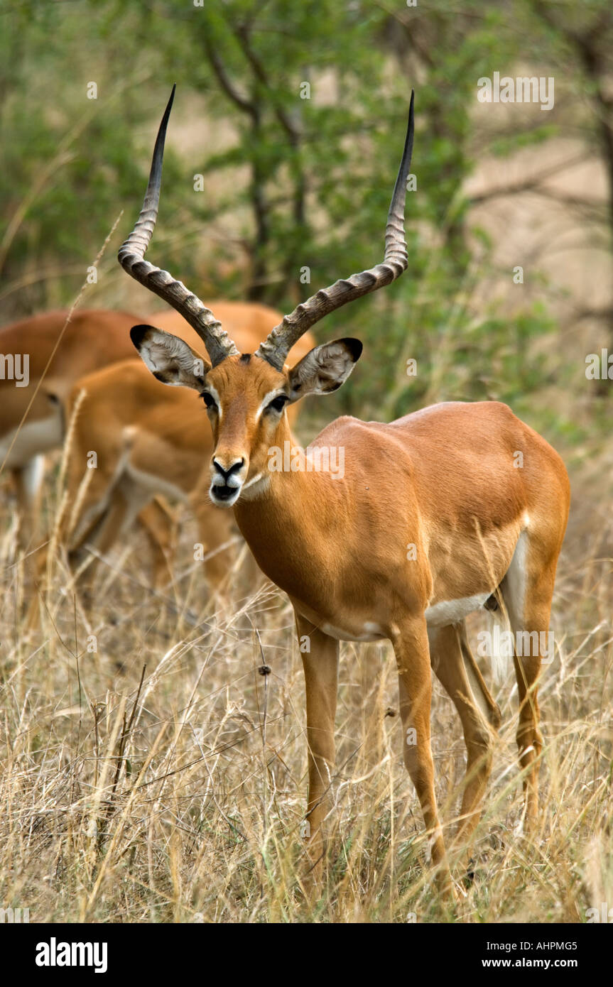 Rwanda, Akagera National Park, male Impala, Aepyceros melampus Stock ...