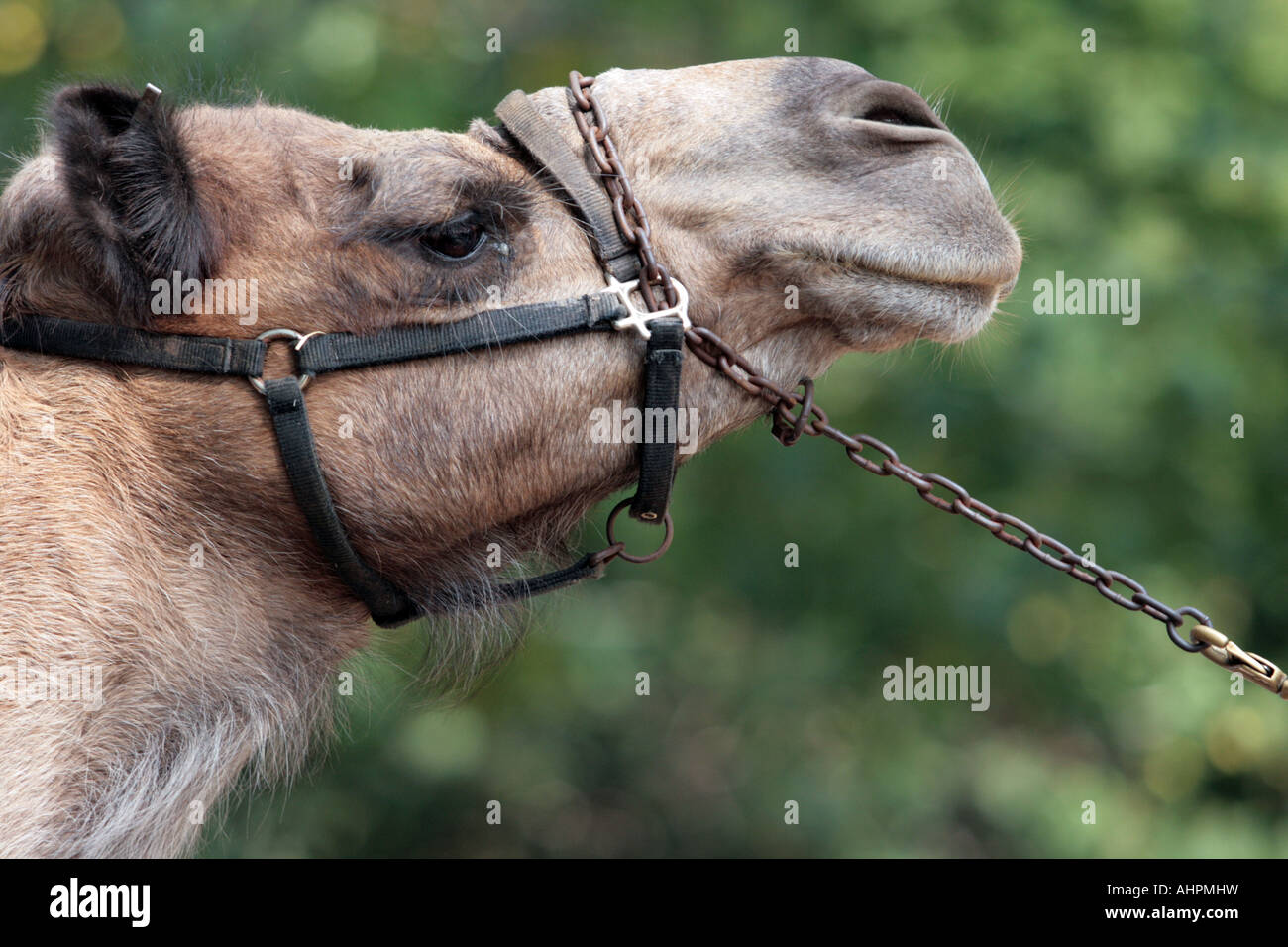 Head shot of a camel being pulled by a chain Stock Photo - Alamy