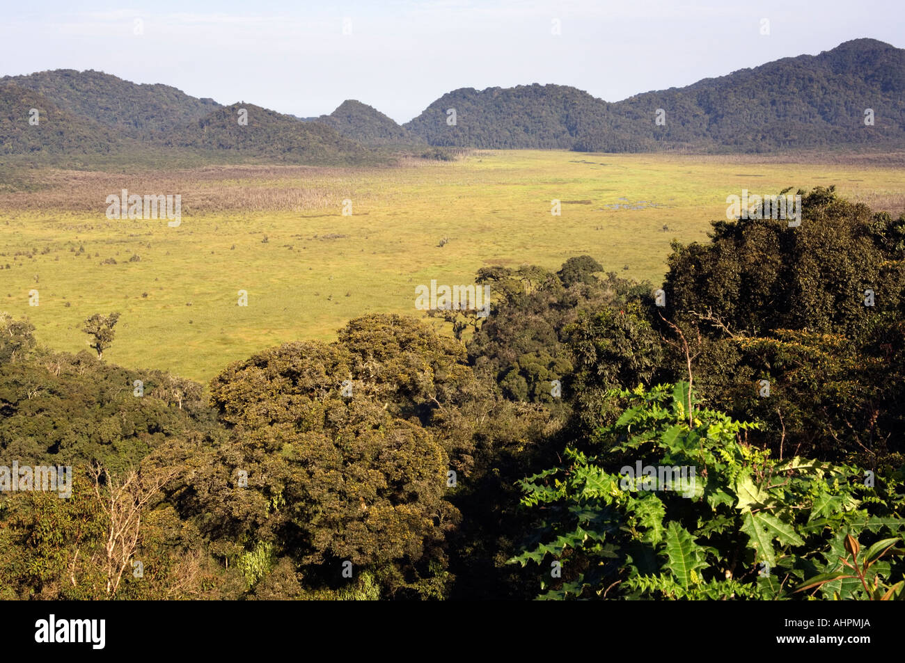 Albertine rift montane forest hi-res stock photography and images - Alamy