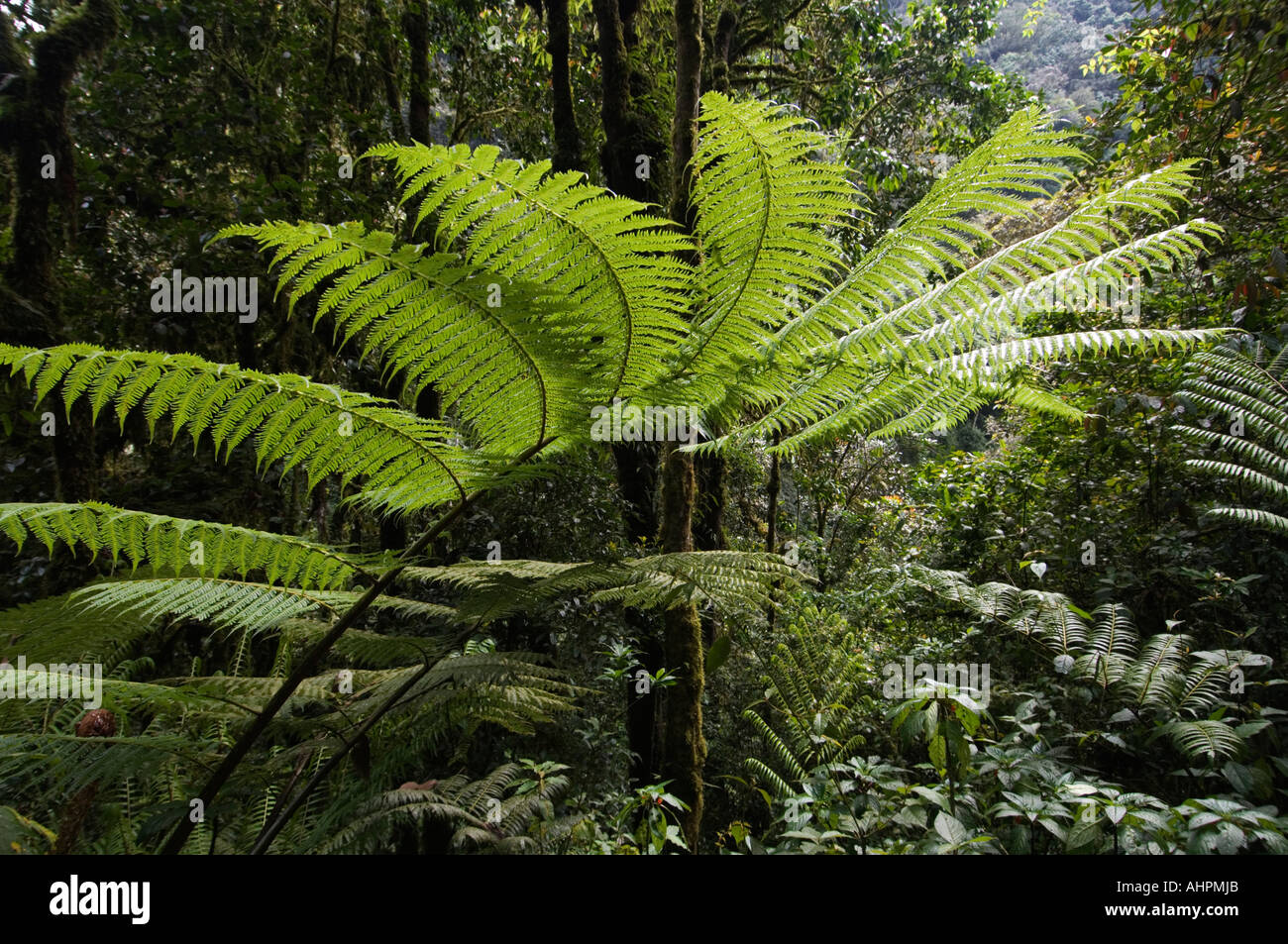 Albertine rift montane forest hi-res stock photography and images - Alamy