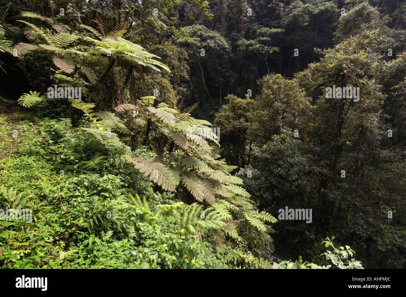 Nyungwe forest reserve is a montane rainforest, Rwanda Stock Photo - Alamy