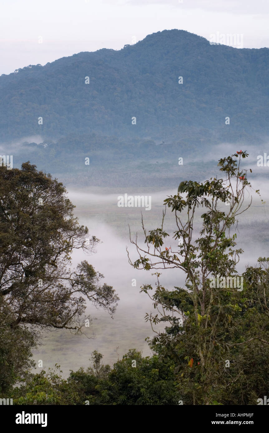 Albertine rift montane forest hi-res stock photography and images - Alamy