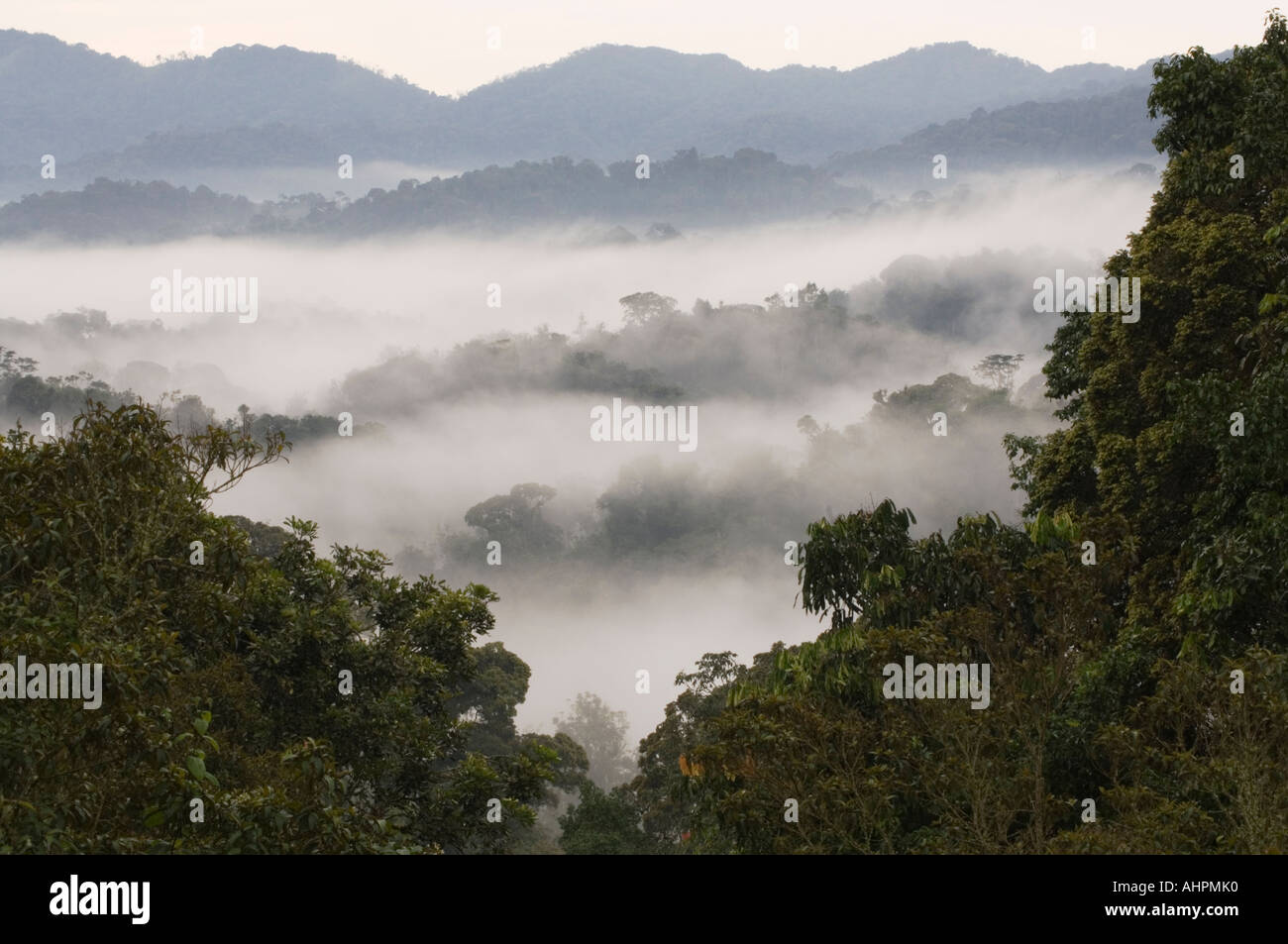 Albertine rift montane forest hi-res stock photography and images - Alamy