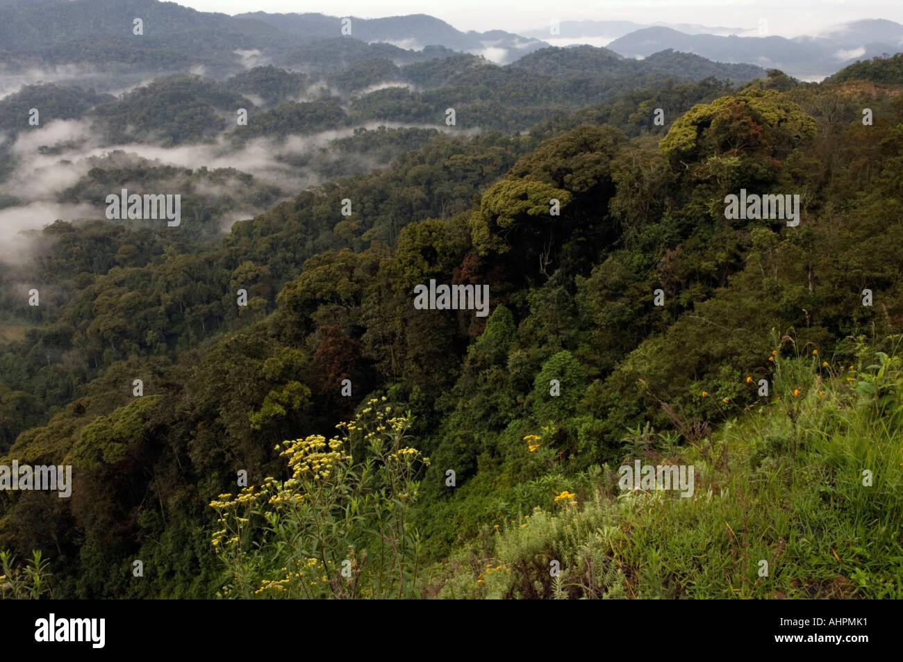 Albertine rift montane forest hi-res stock photography and images - Alamy