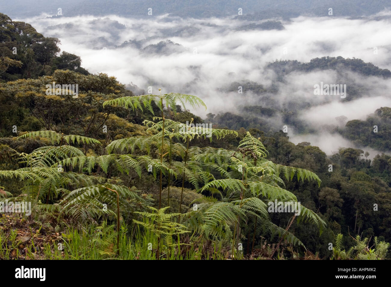Nyungwe forest reserve is a montane rainforest, Rwanda Stock Photo - Alamy