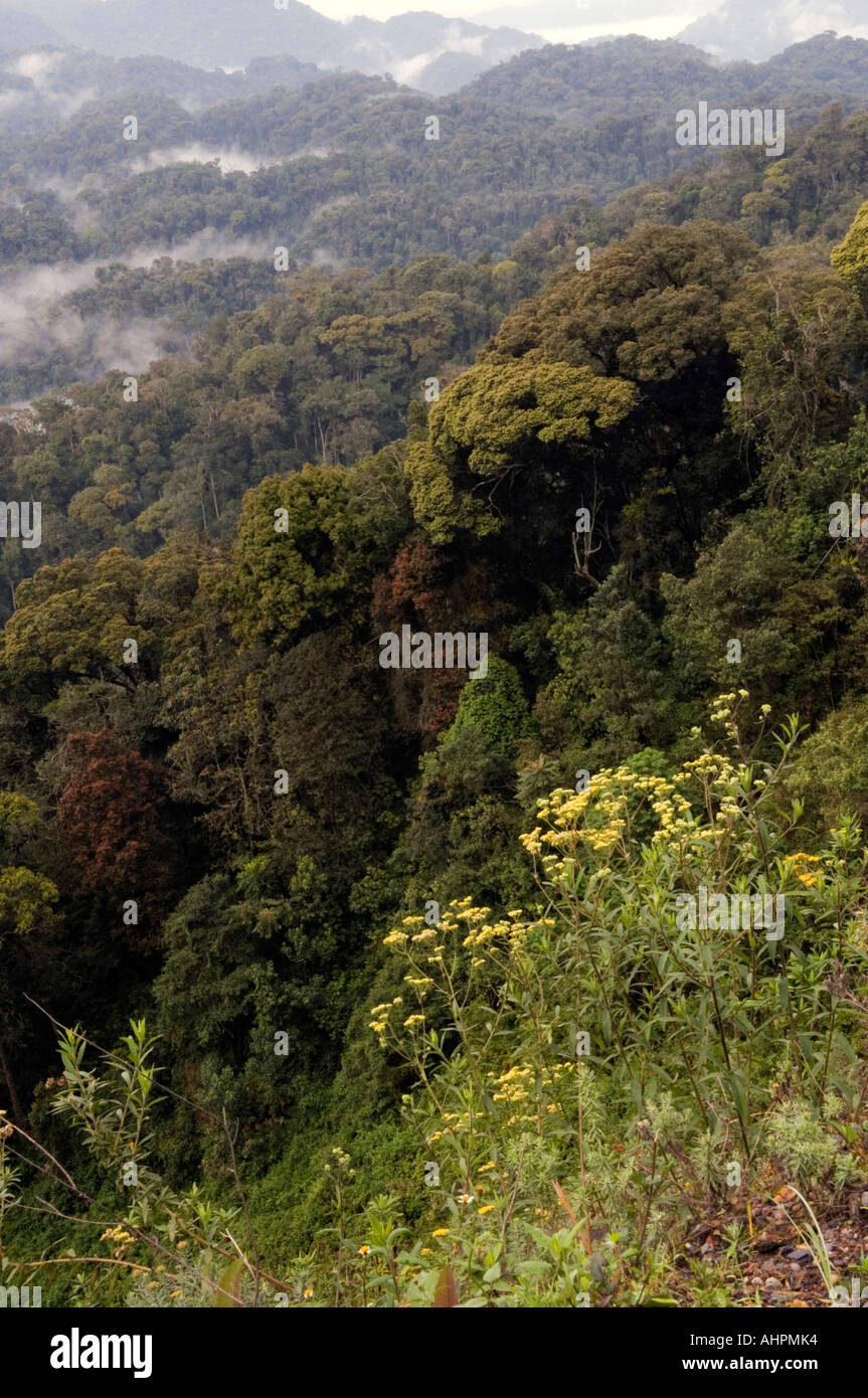 Nyungwe forest reserve is a montane rainforest, Rwanda Stock Photo - Alamy